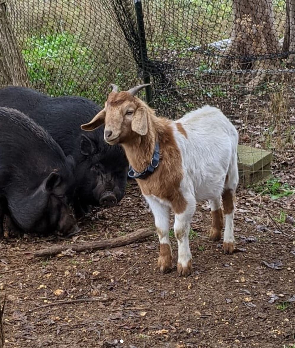 Bales Goats | Eco Friendly Goat Landscaping in New Market