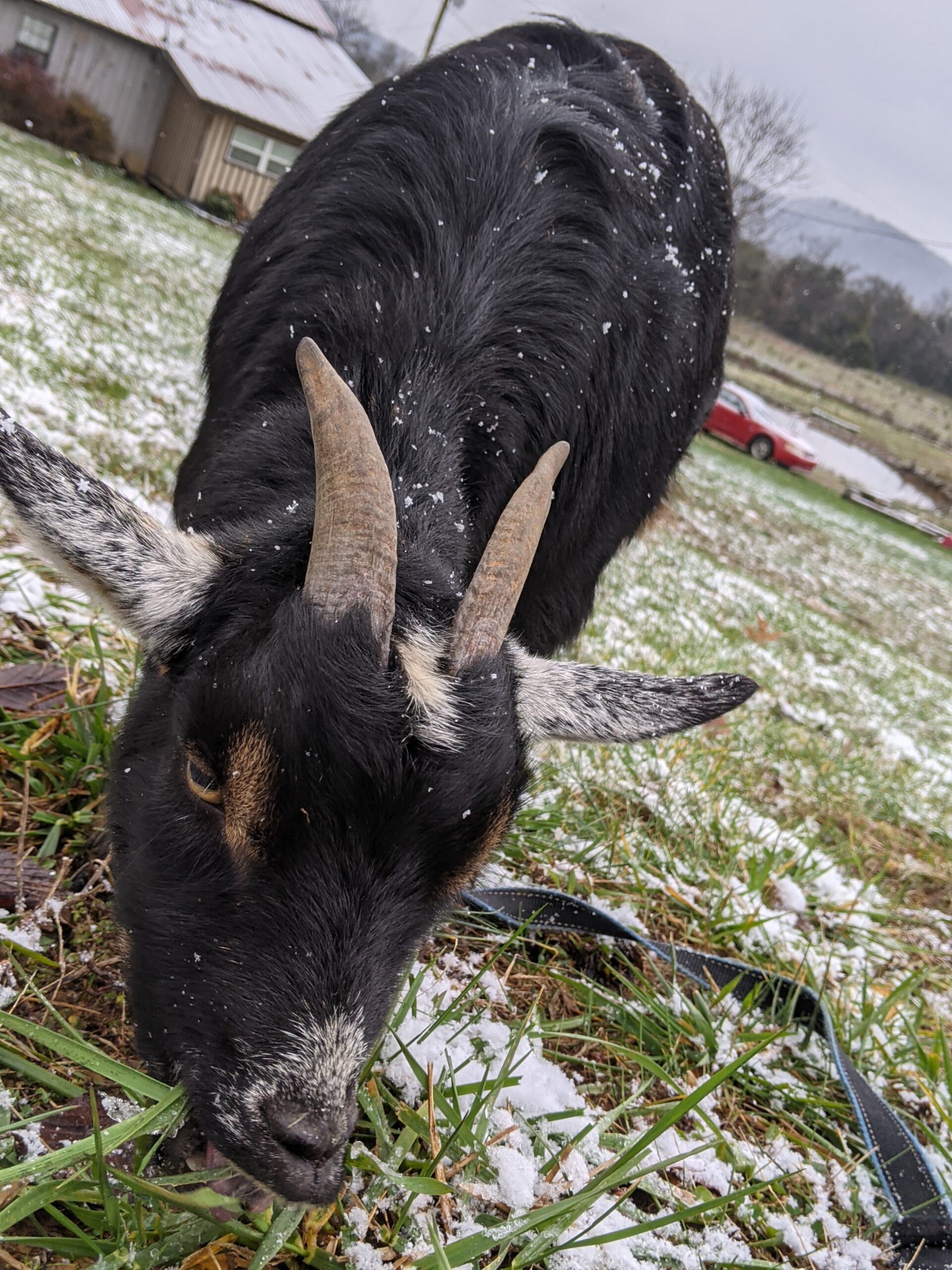 Bales Goats | Eco Friendly Goat Landscaping in New Market