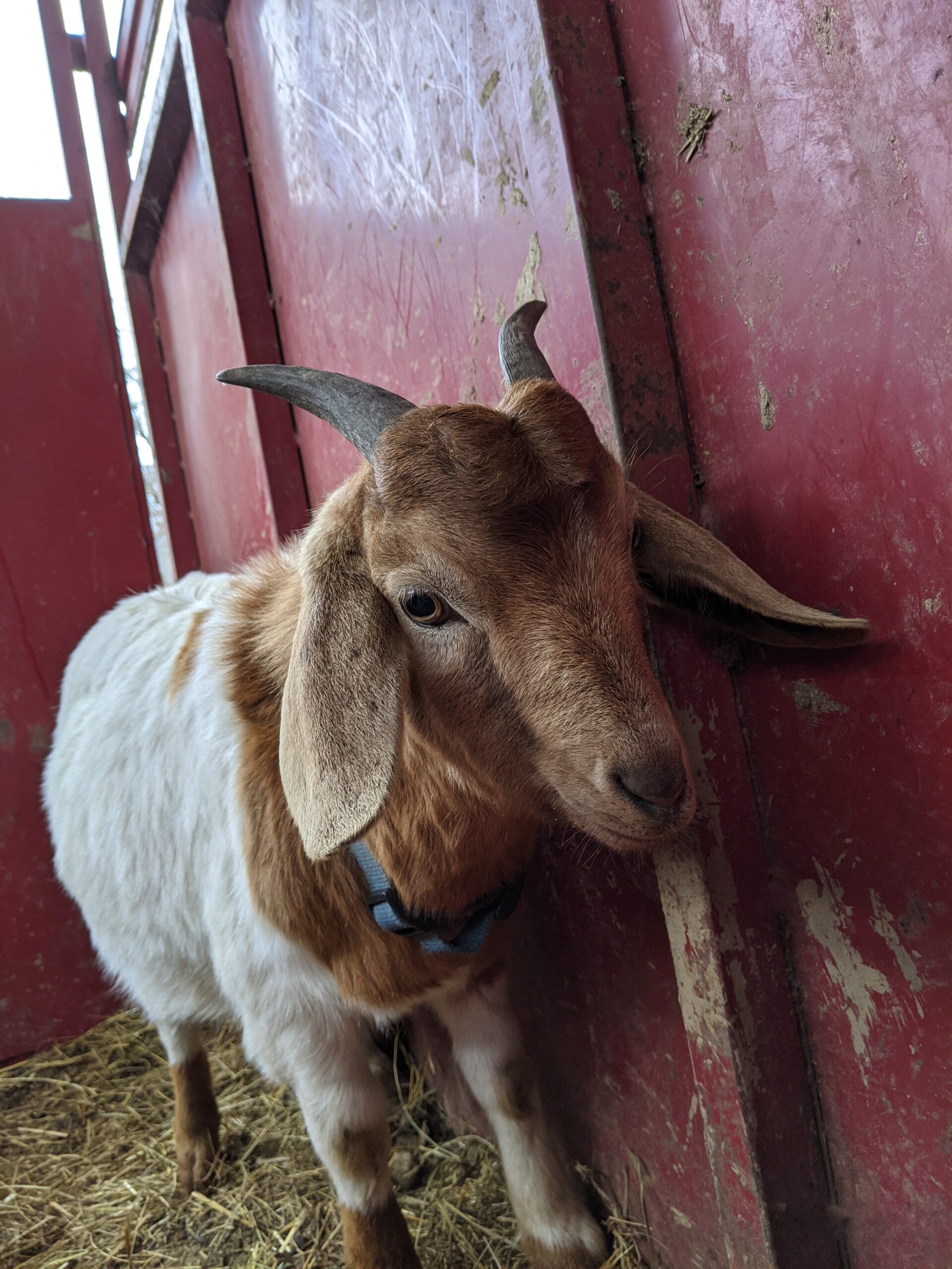 Bales Goats | Eco Friendly Goat Landscaping in New Market