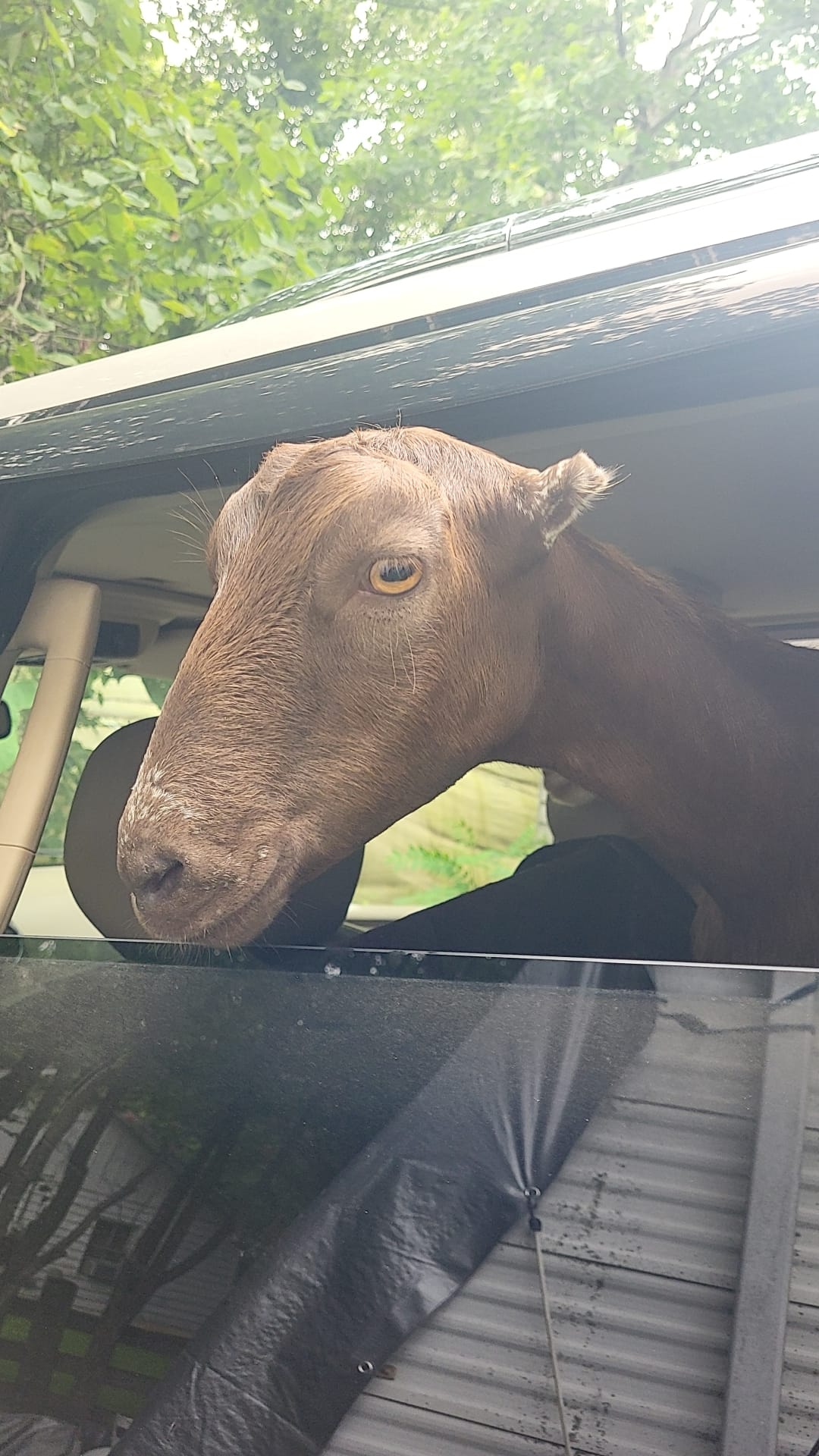 Goating the Word Out – Bales Goats