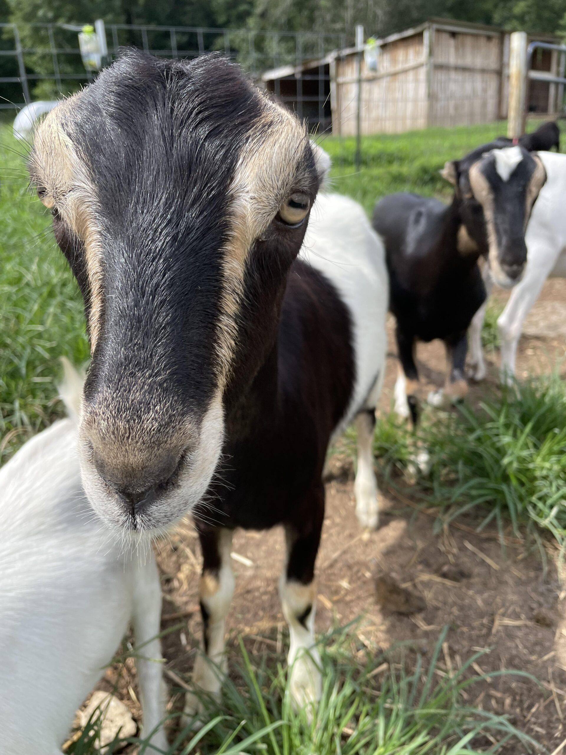 Bales Goats: Goat Landscaping