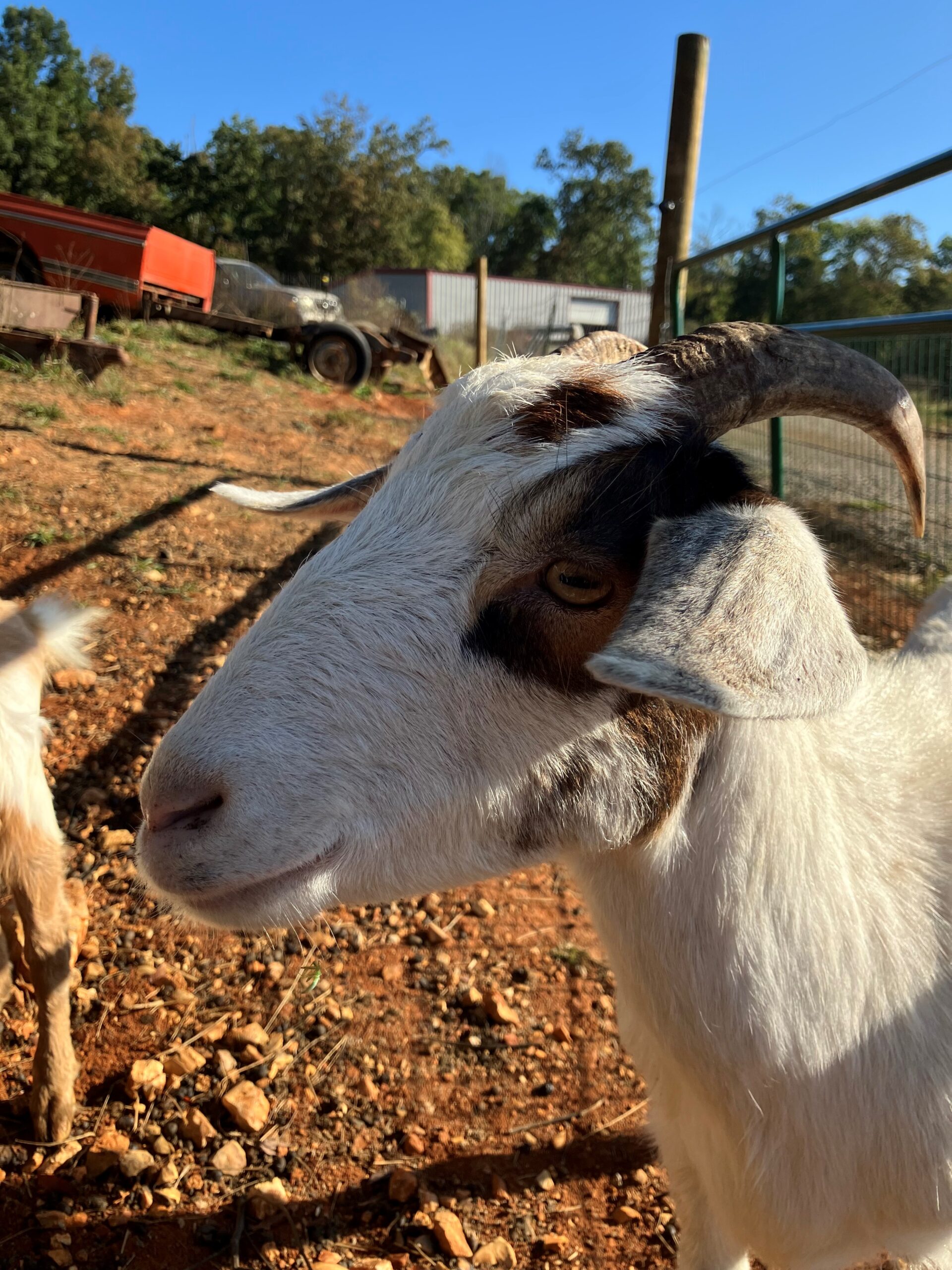 Bales Goats: Goat Landscaping