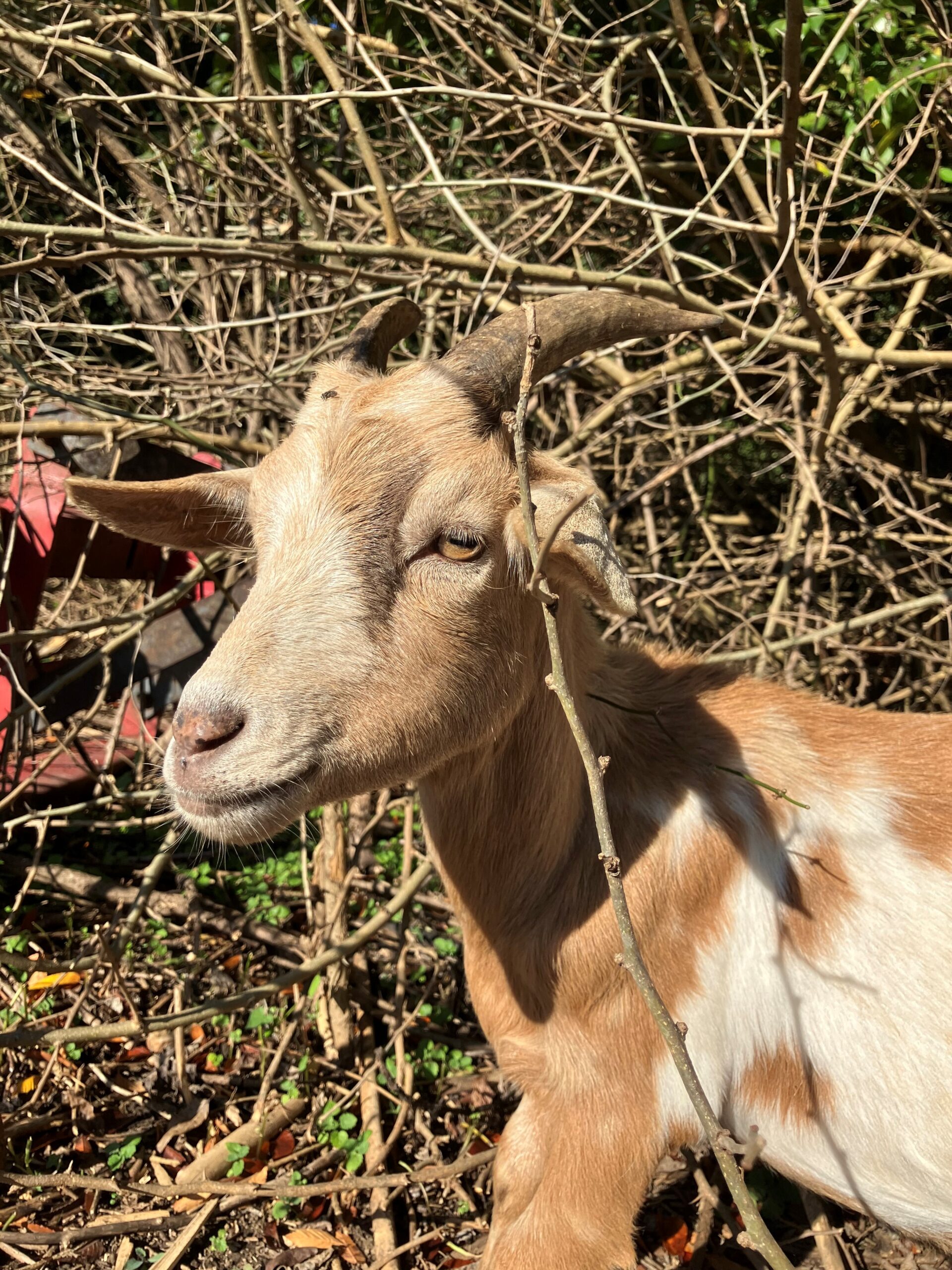 Bales Goats: Goat Landscaping