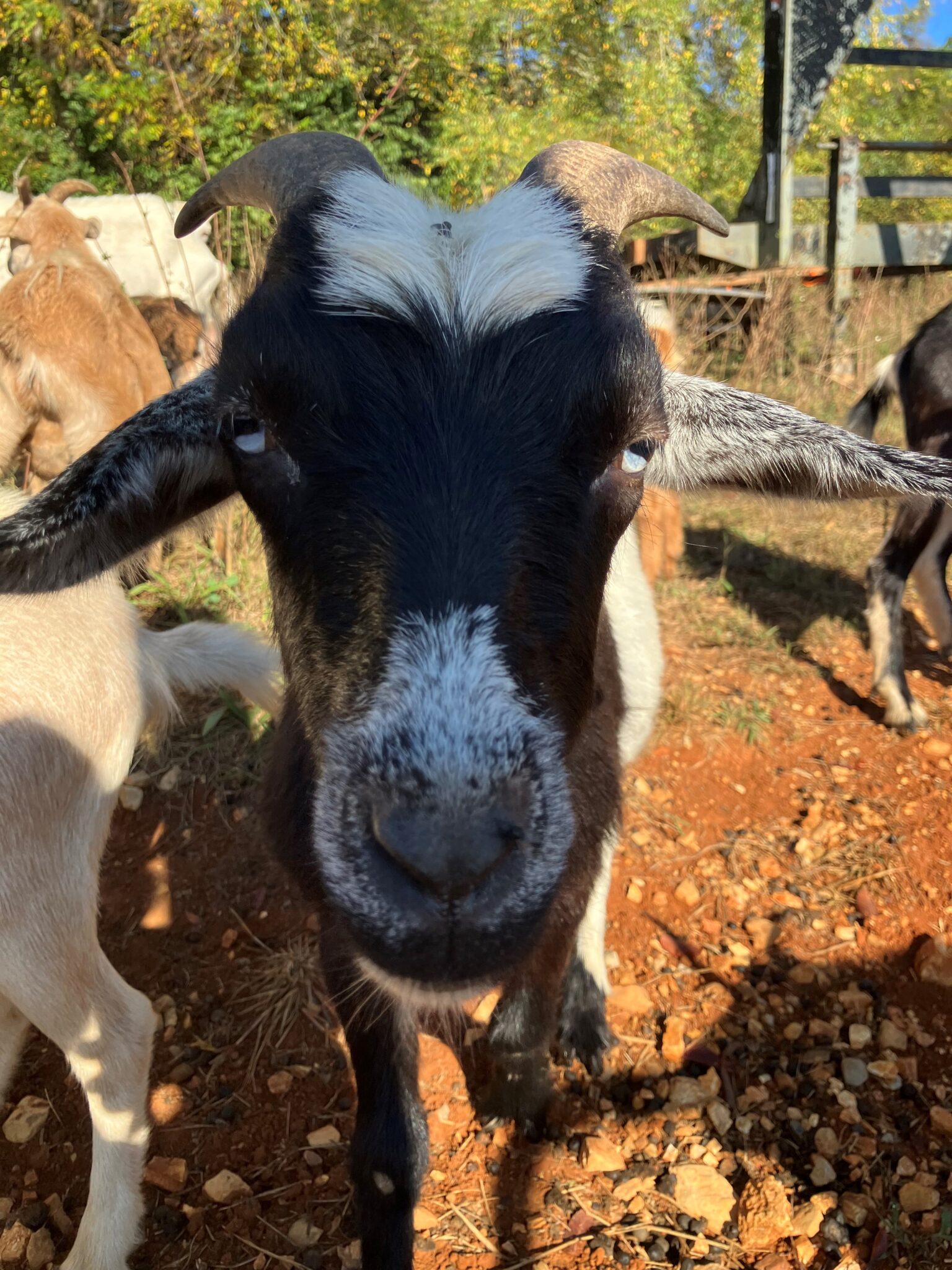 Bales Goats: Goat Landscaping