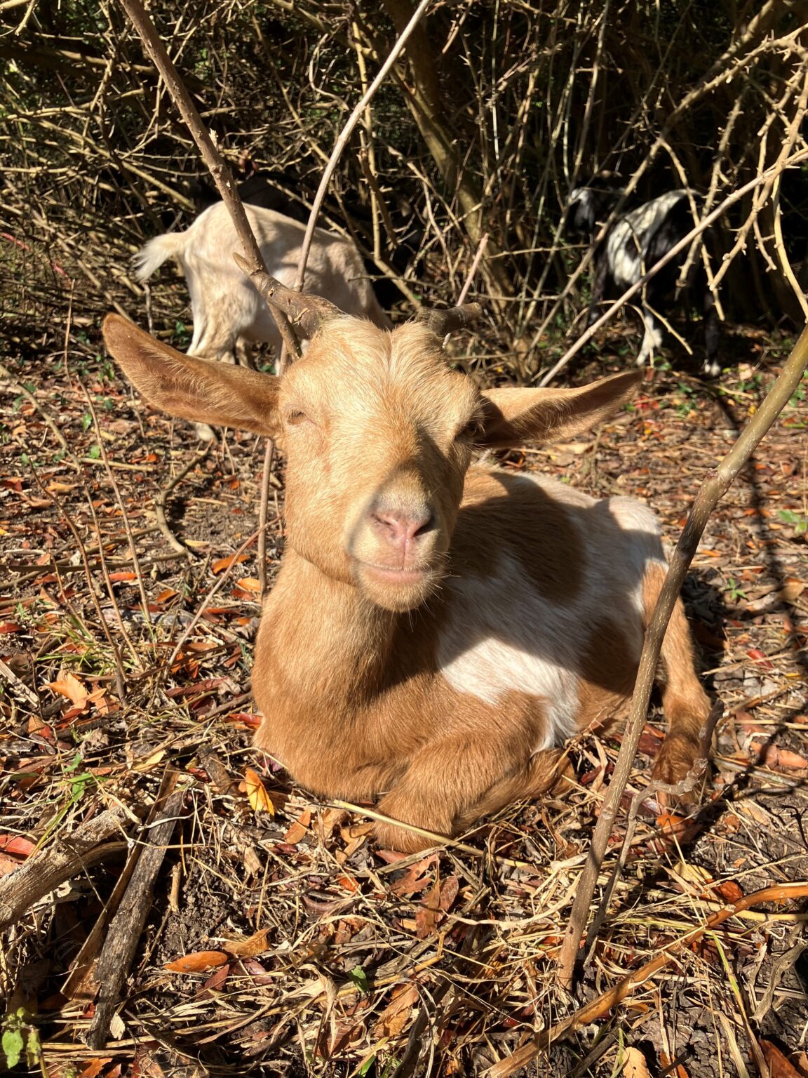 Bales Goats: Goat Landscaping