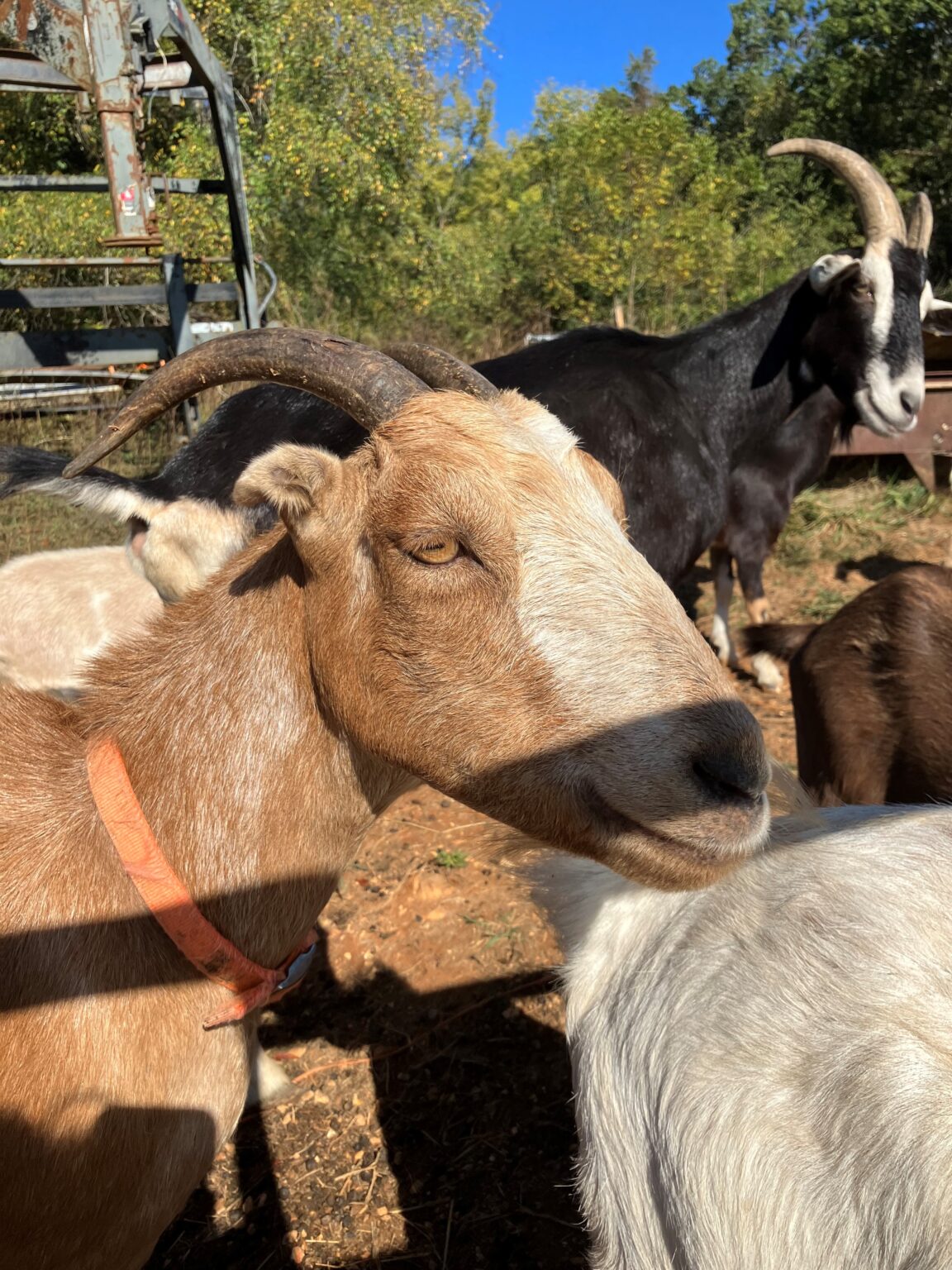 Bales Goats: Goat Landscaping