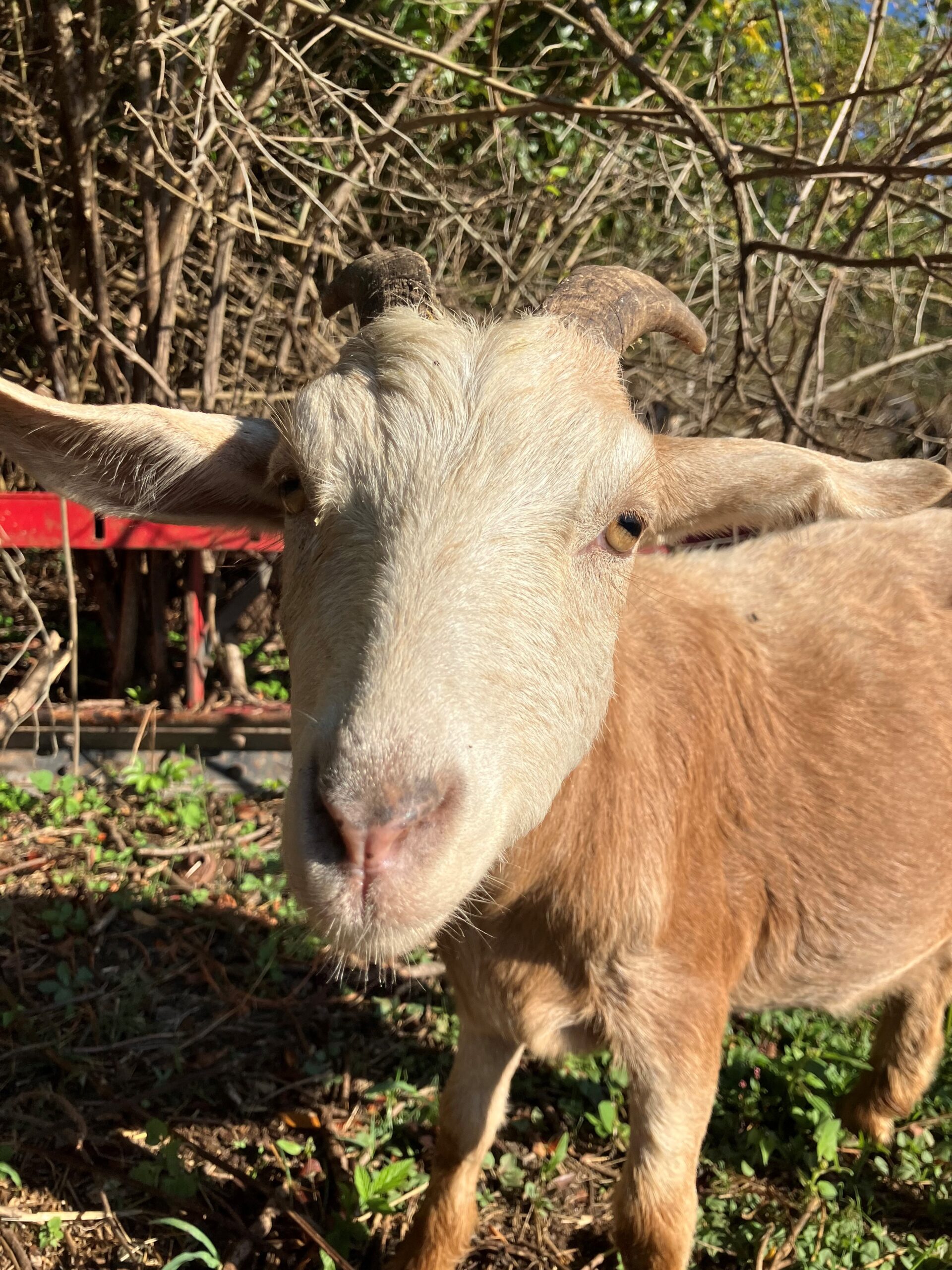 Bales Goats: Goat Landscaping