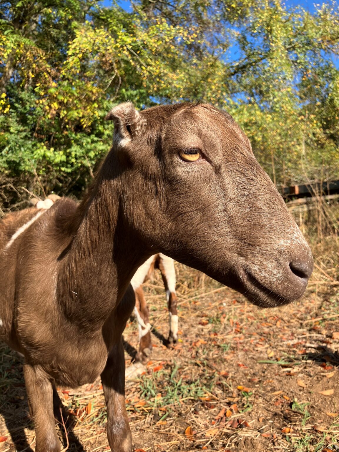 Bales Goats: Goat Landscaping