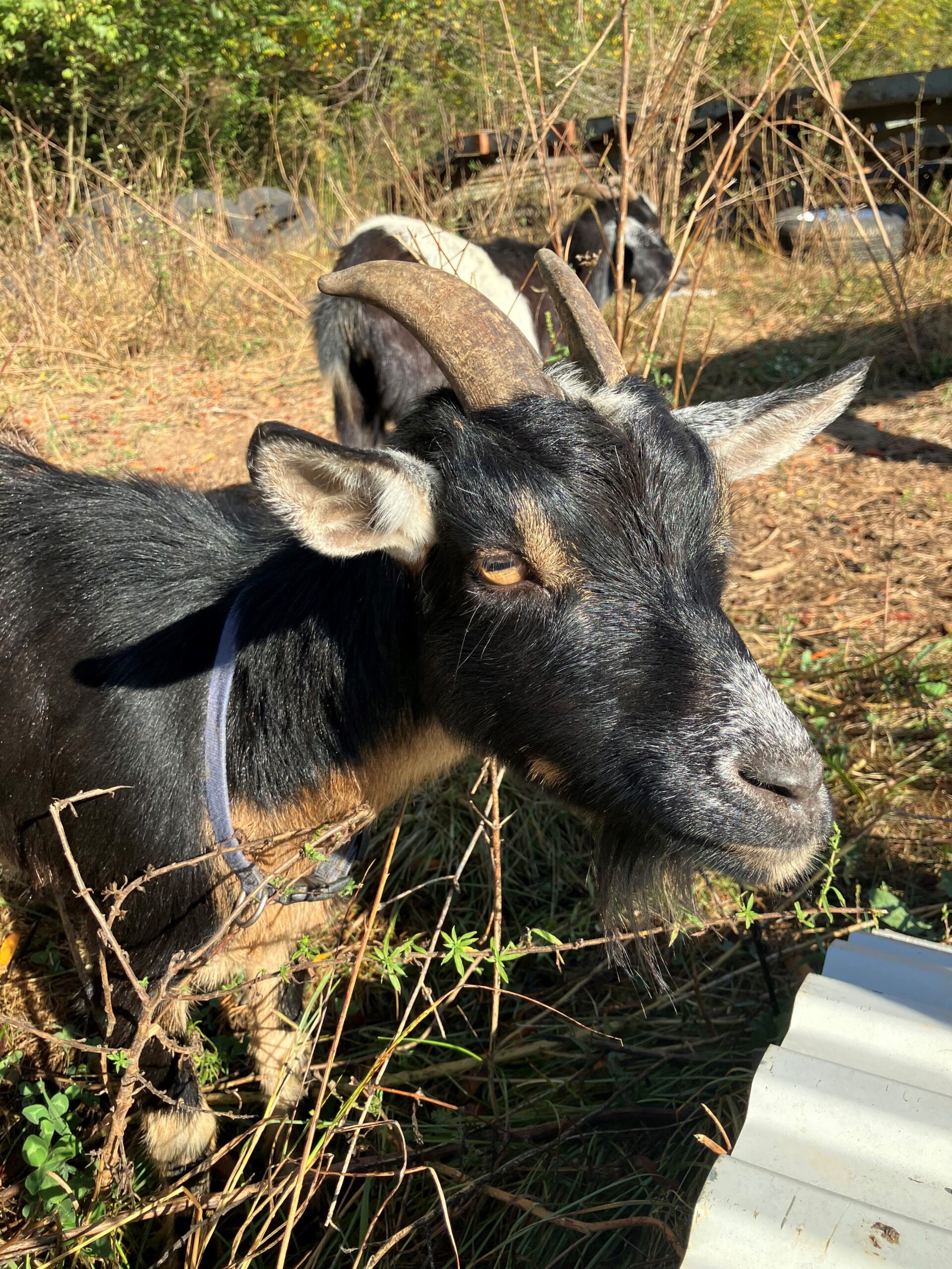 Bales Goats: Goat Landscaping