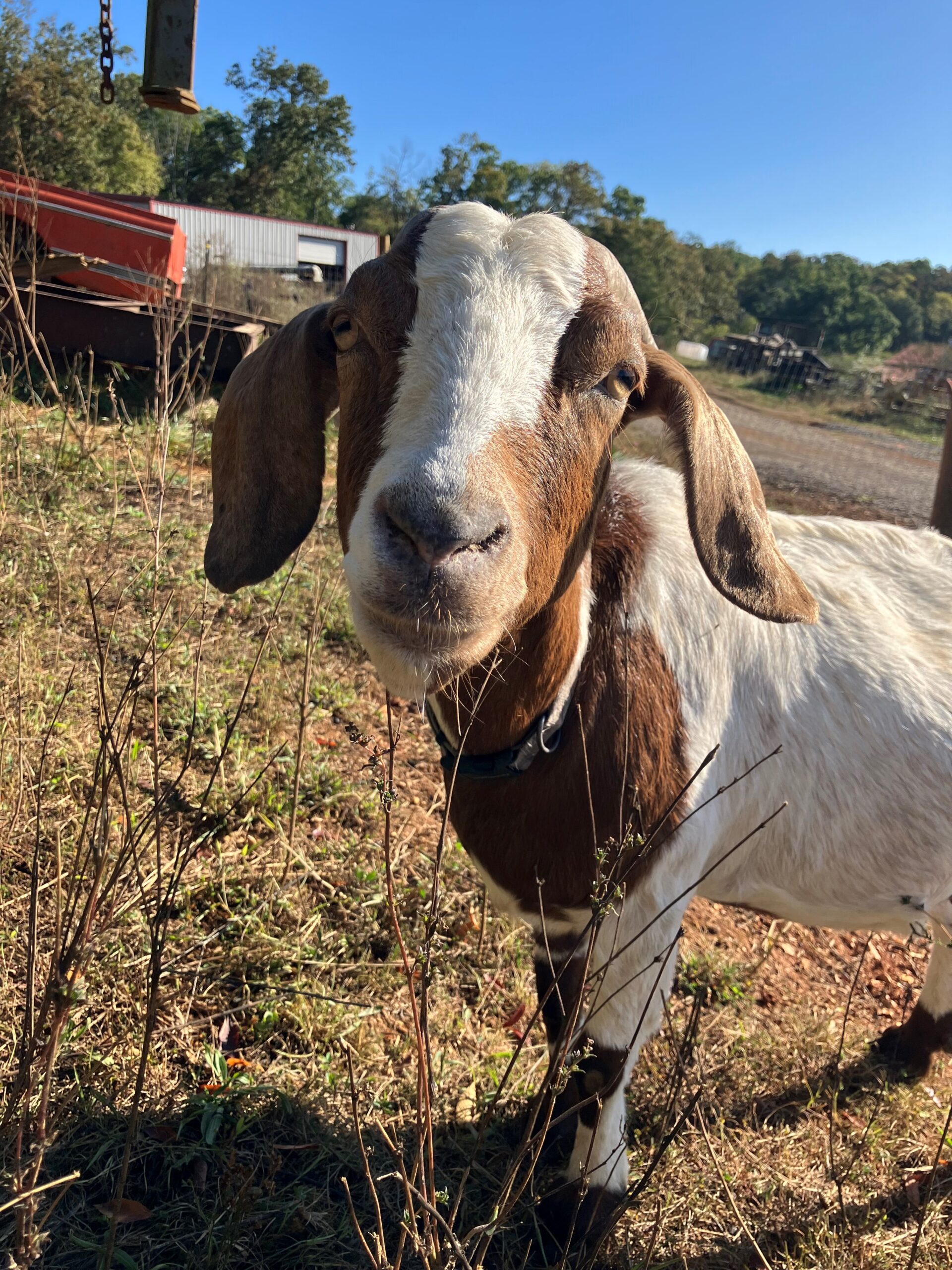Bales Goats: Goat Landscaping