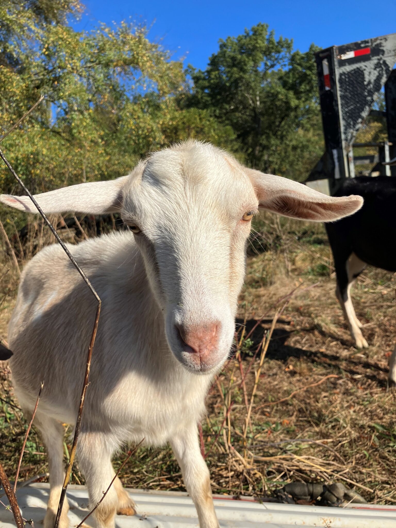 Bales Goats: Goat Landscaping