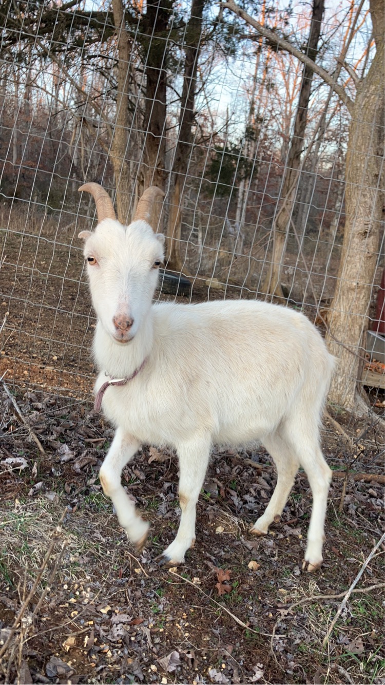 Bales Goats: Goat Landscaping