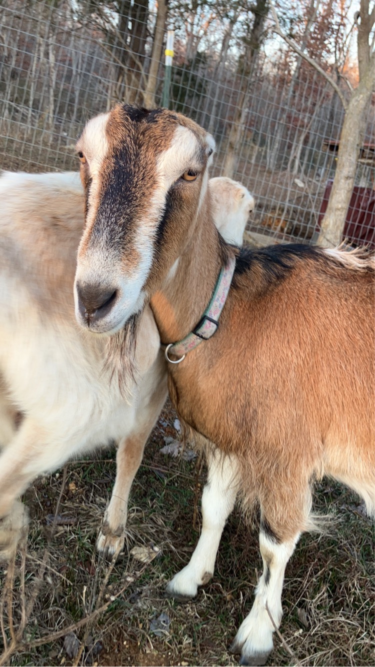 Bales Goats: Goat Landscaping