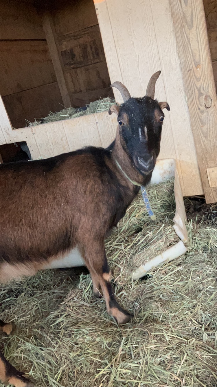 Bales Goats: Goat Landscaping