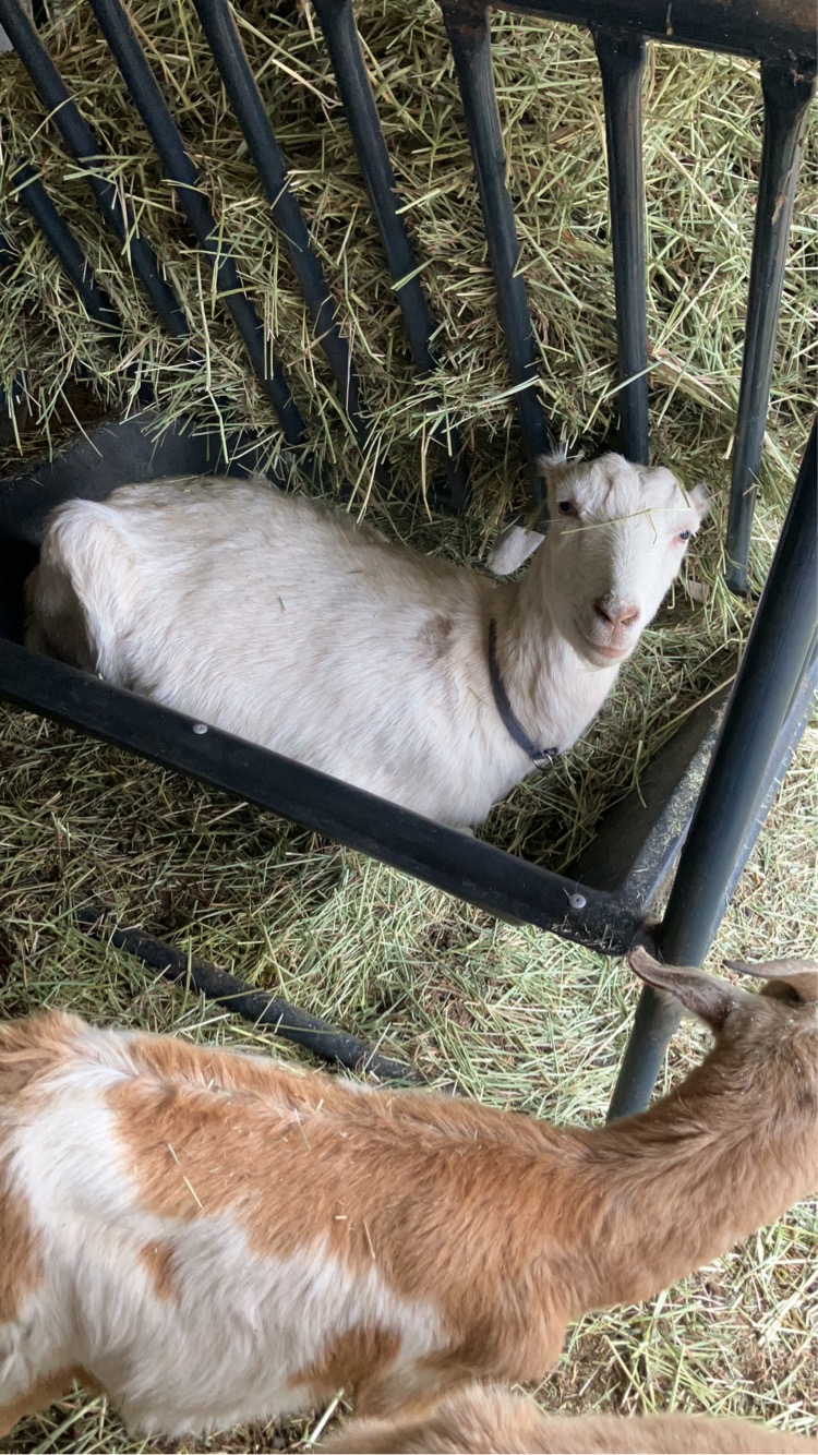 Bales Goats: Goat Landscaping